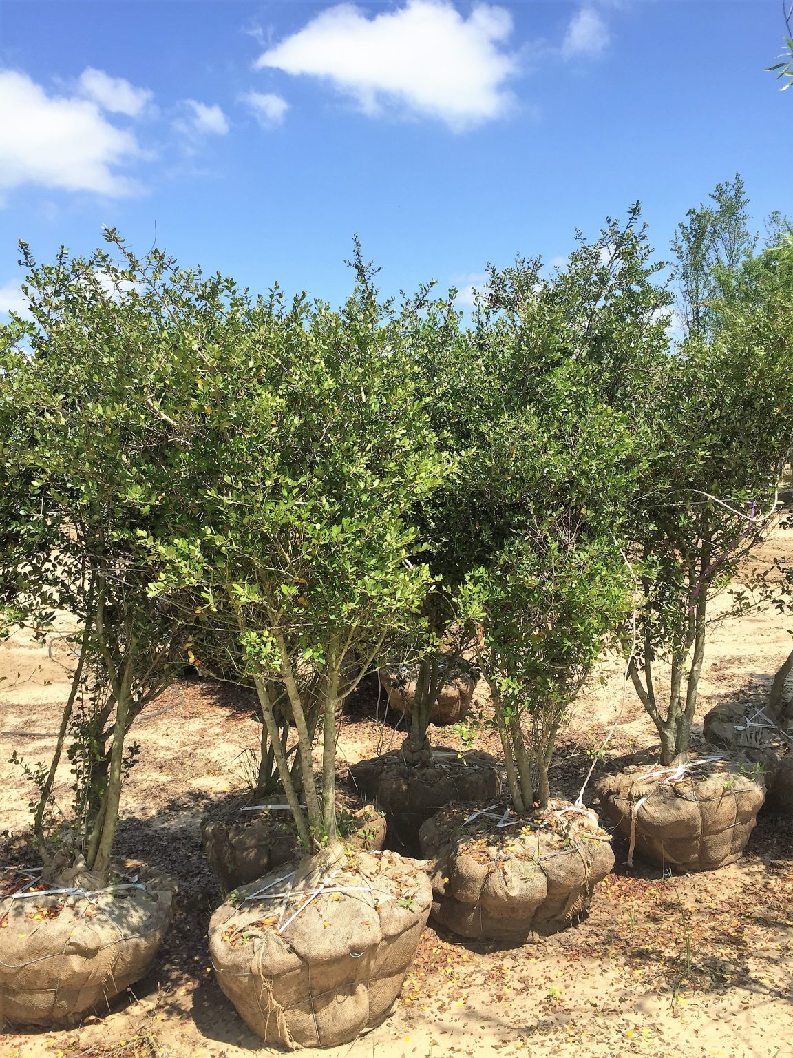 Yaupon Holly – Golden Roots Trees