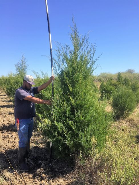 Eastern Red Cedar – Golden Roots Trees