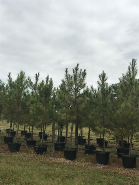 Loblolly Pines | Golden Roots Trees