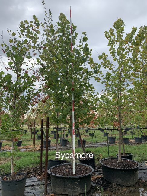 Our Trees – Golden Roots Trees